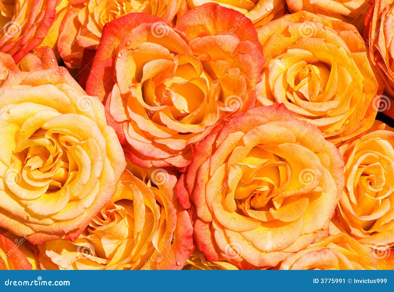 Orange Roses Under Bright Sunlight Stock Image - Image of celebrate ...