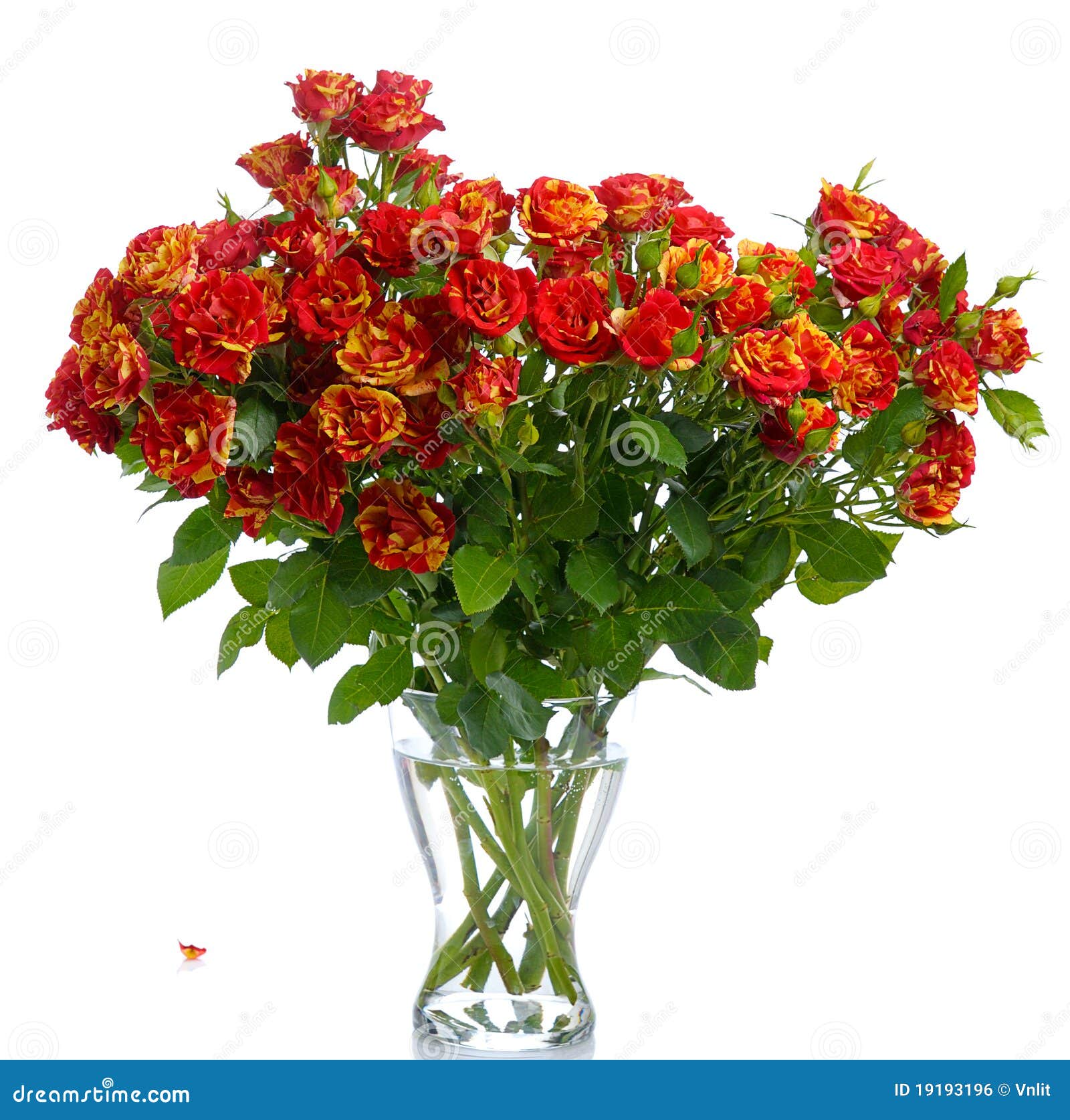 Orange roses in vase stock photo. Image of bloom, petal - 19193196