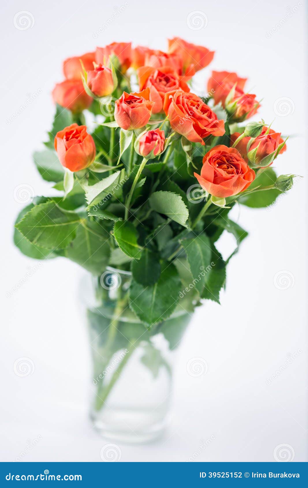 Orange roses in vase stock photo. Image of single, birthday - 39525152
