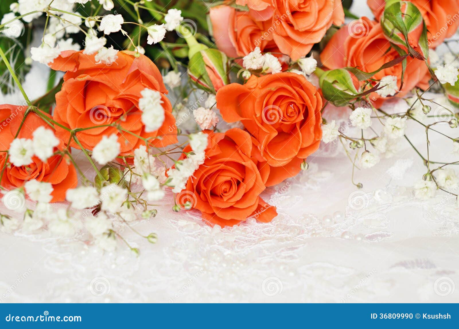 Orange roses on white stock photo. Image of event, luxury - 36809990