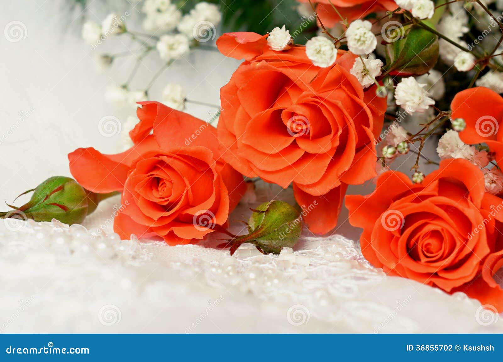 Orange roses on white stock photo. Image of bouquet, delicate - 36855702