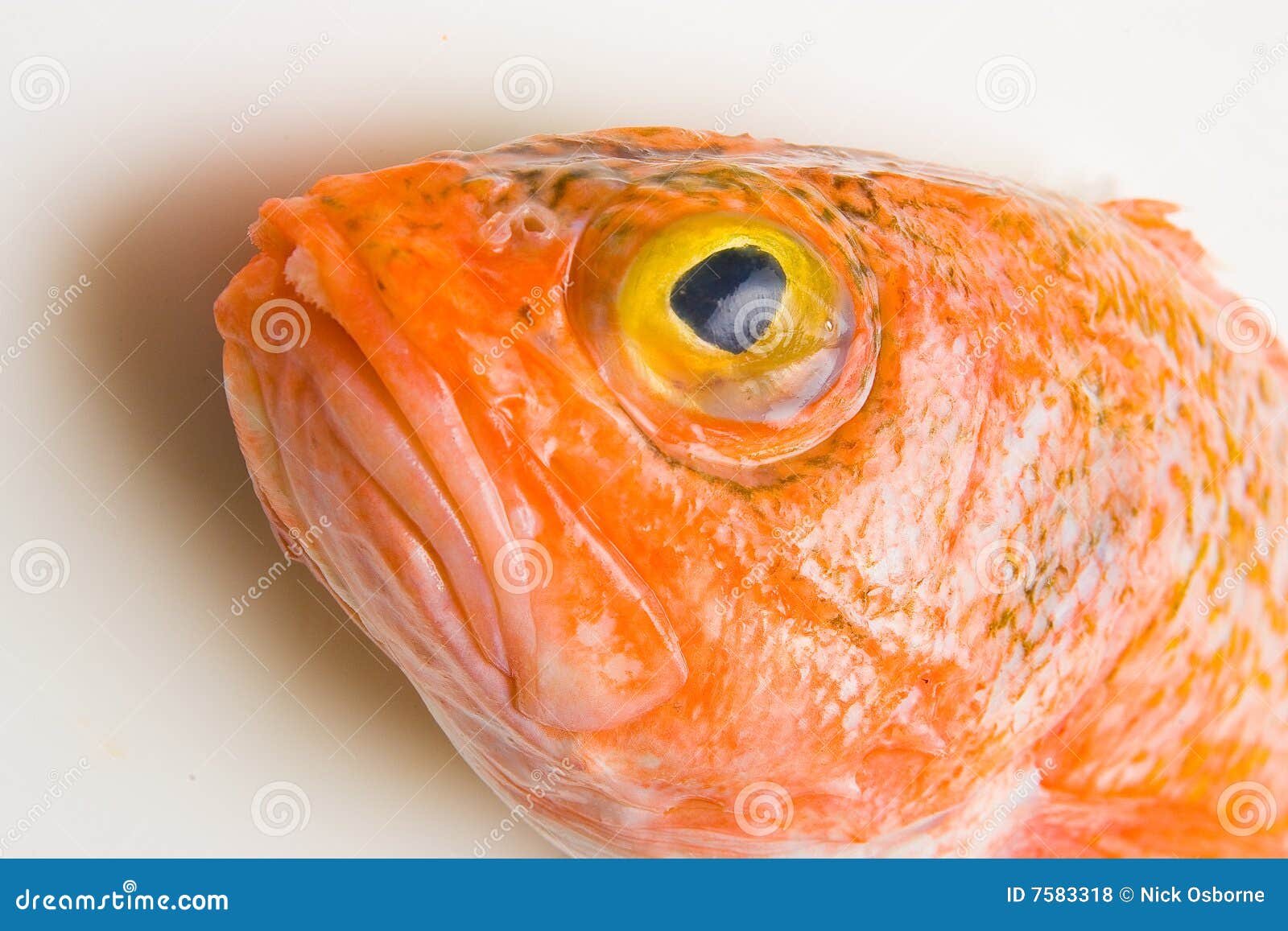 Orange roughy head stock photo. Image of industry, gills - 7583318