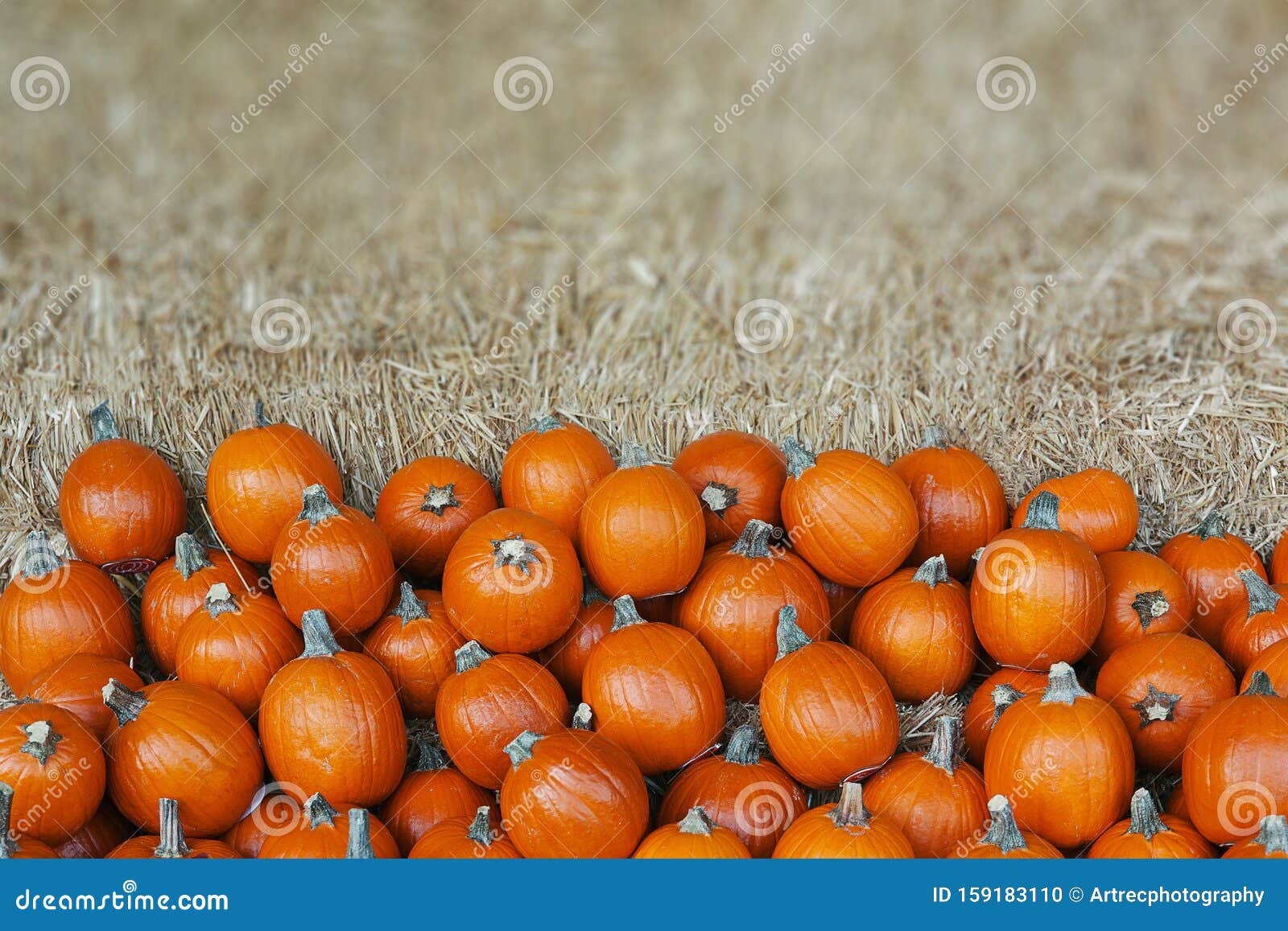 Orange Round Pumpkins with Stems Stock Photo - Image of bright, pumpkin ...