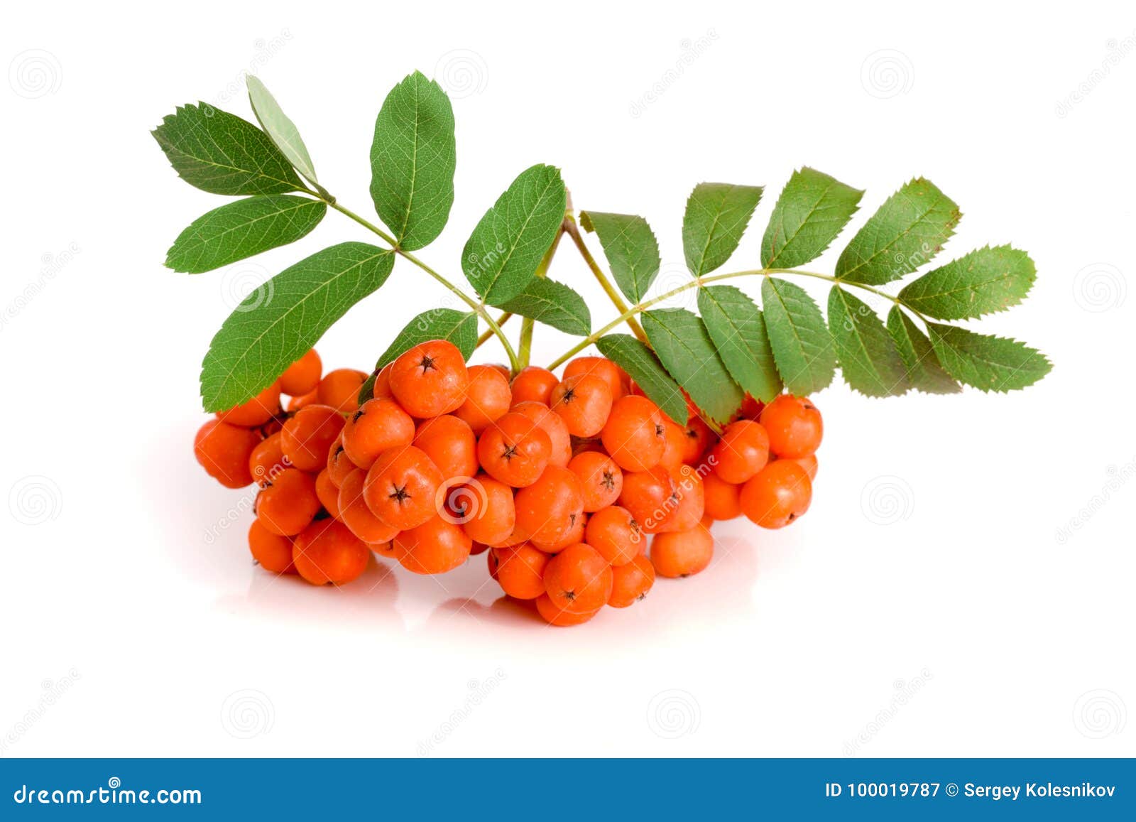 Orange Rowan with Leaf Isolated on White Background Stock Image - Image ...