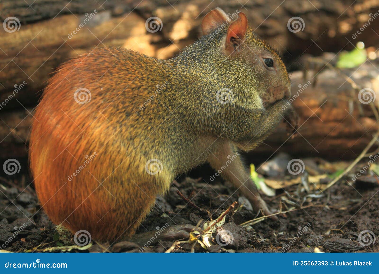 Red-rumped Agouti, Golden-rumped Agouti, Orange-rumped Agouti ...