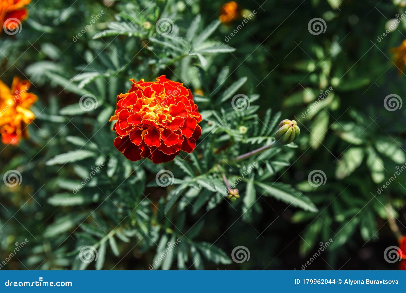 Orange saffron flower stock photo. Image of delicate - 179962044