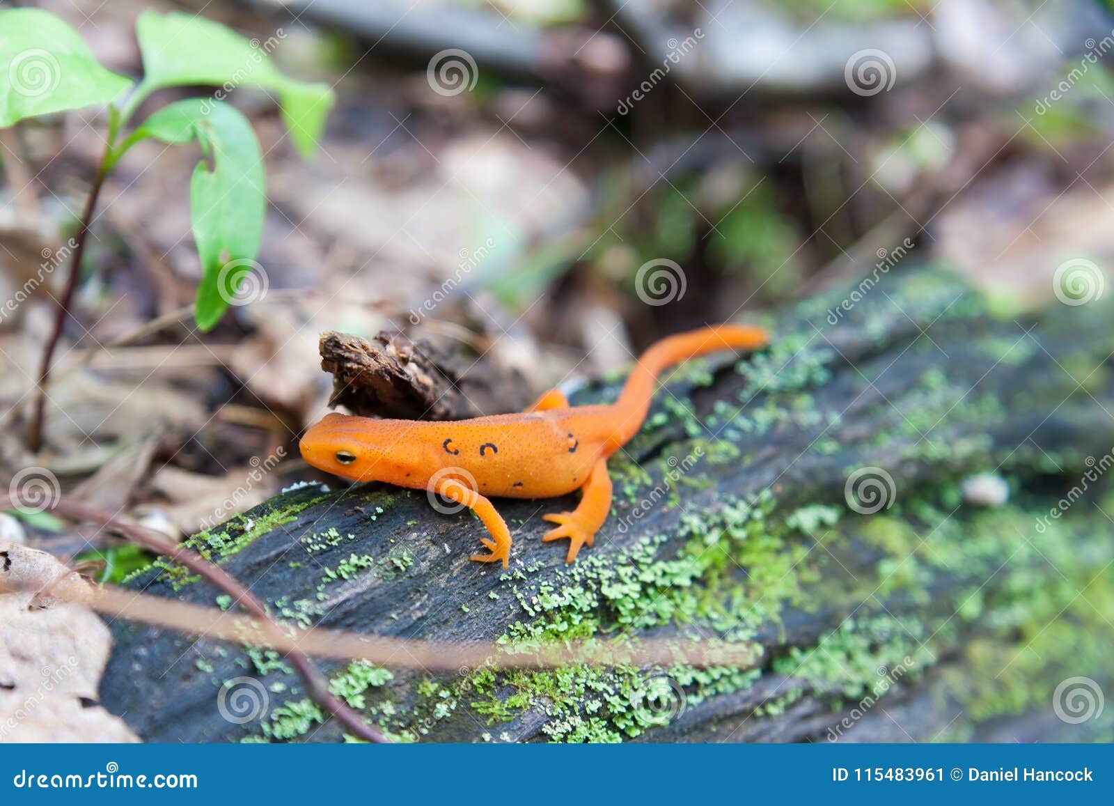 Orange Salamander on Log stock image. Image of tree - 115483961