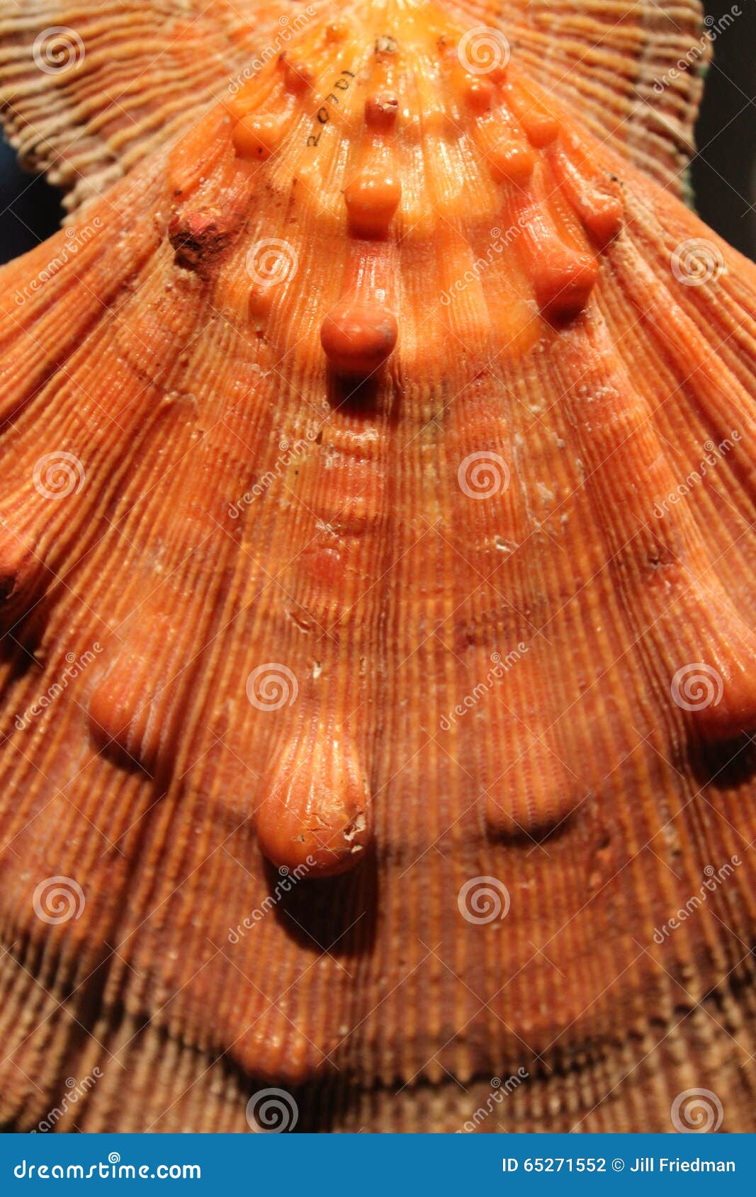 Orange Scallop Shell stock photo. Image of close, seashell - 65271552