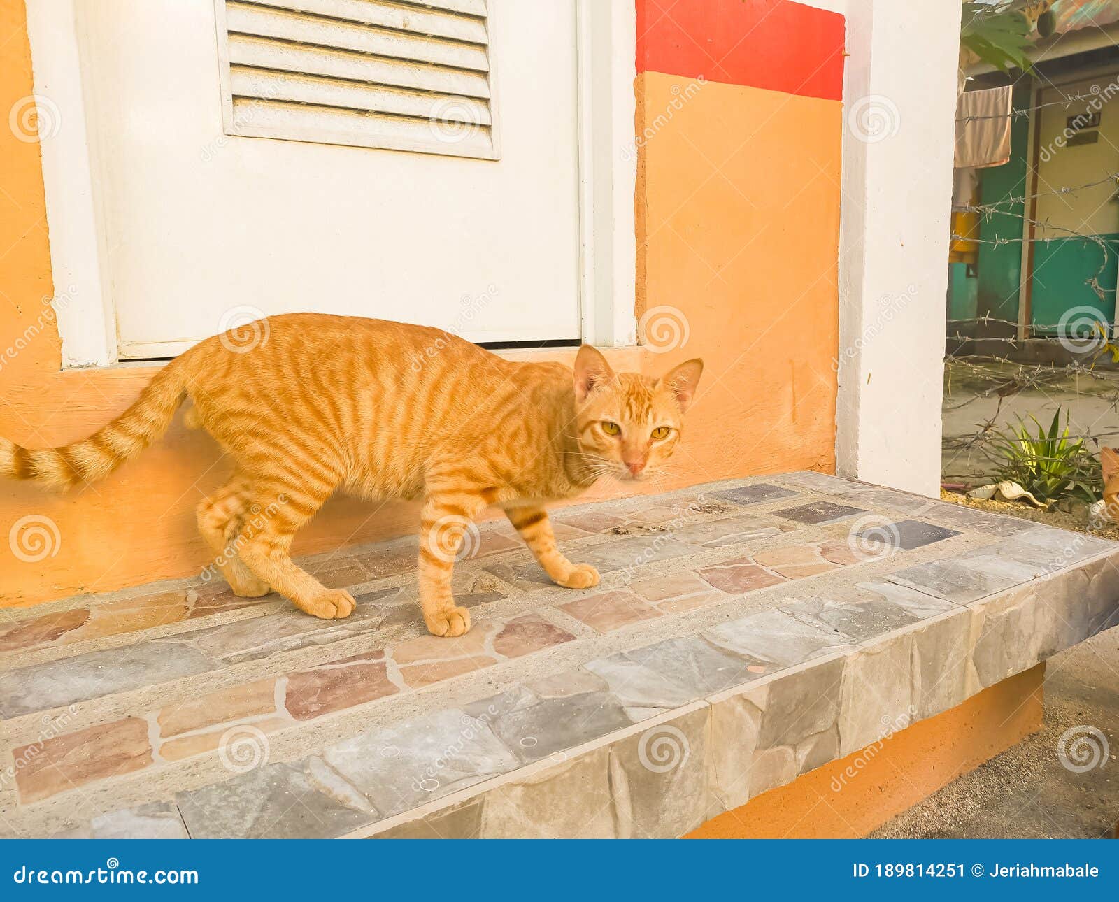 An orange scared cat. stock image. Image of cutecat - 189814251