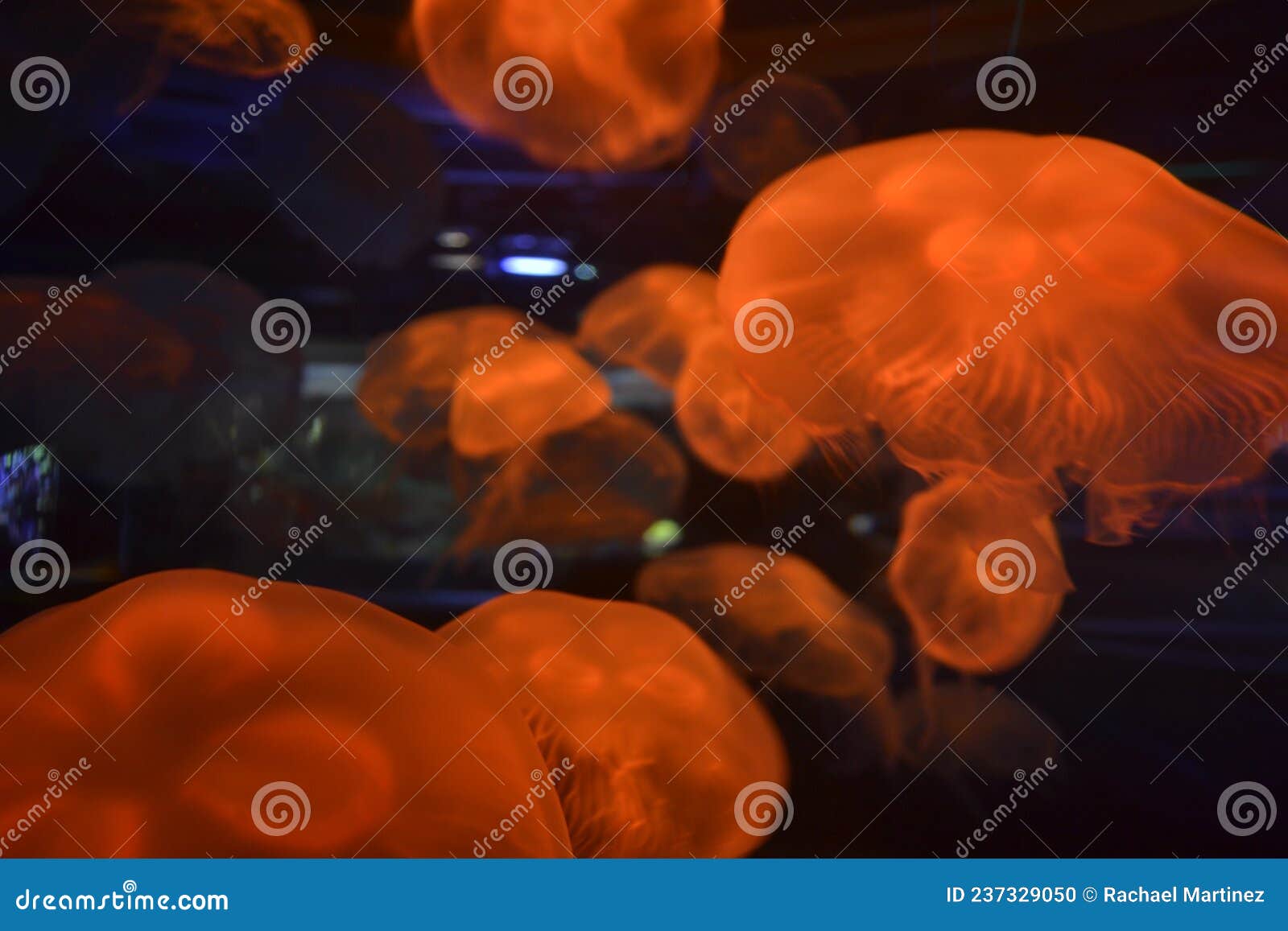 Orange Sea Creatures Jellyfish Stock Photo - Image of reflection, fire ...