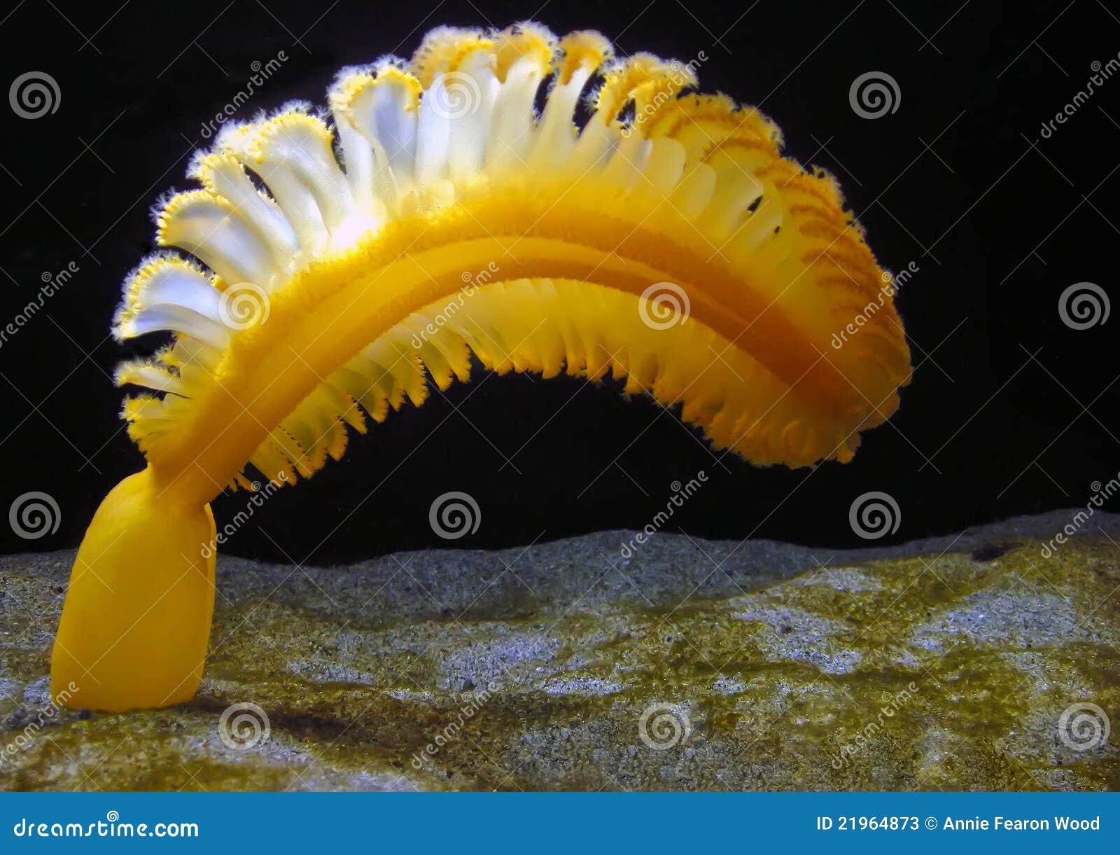 Orange Sea Pen (Ptilosarcus Gurneyi) Stock Image - Image of canada ...