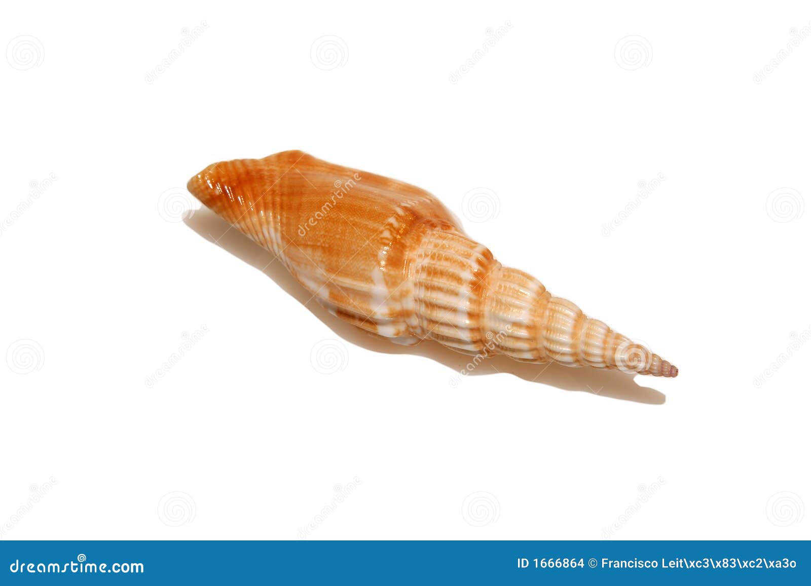 Orange sea shell stock photo. Image of relaxing, nature - 1666864