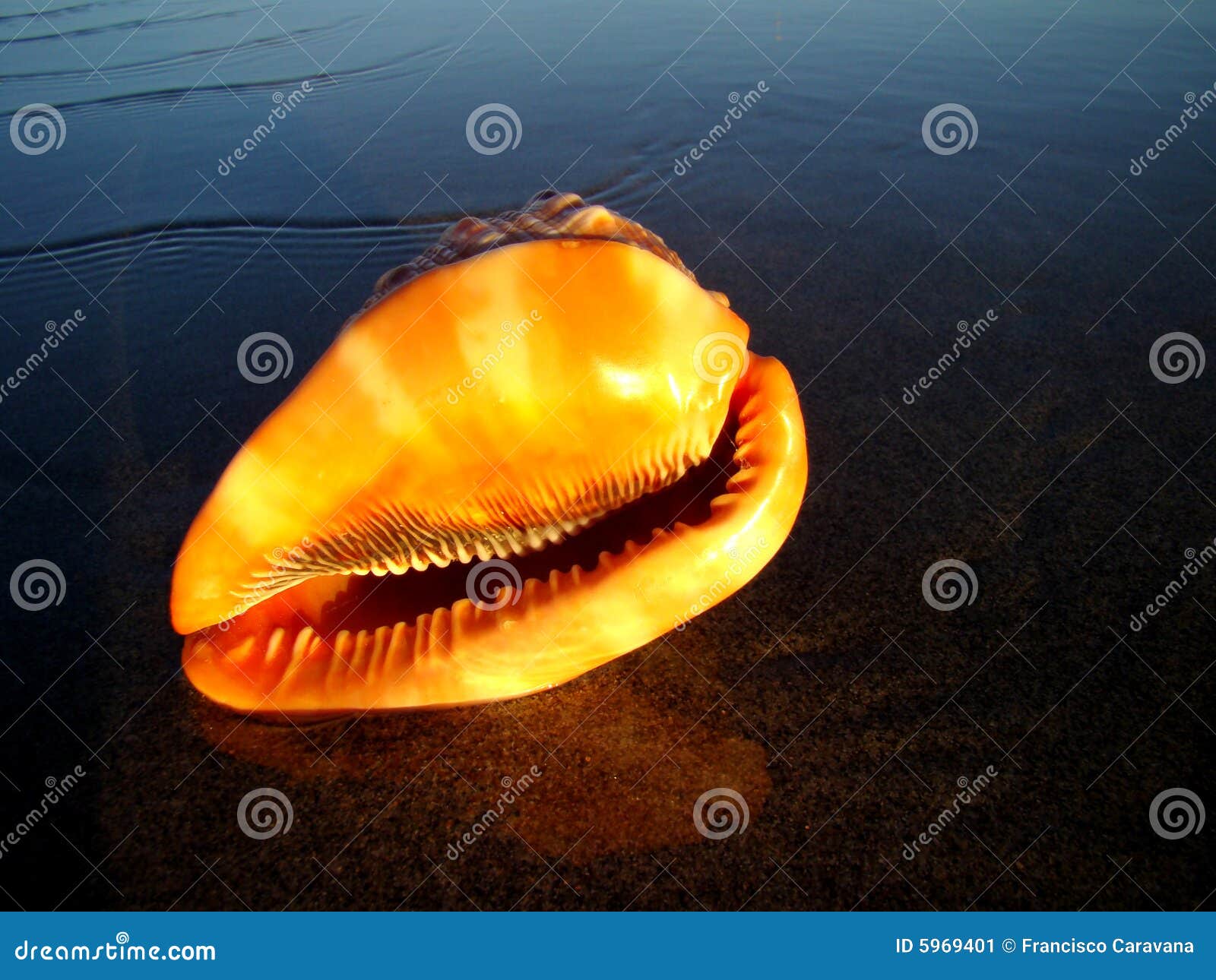 Orange seashell stock image. Image of beach, shallow, topical - 5969401