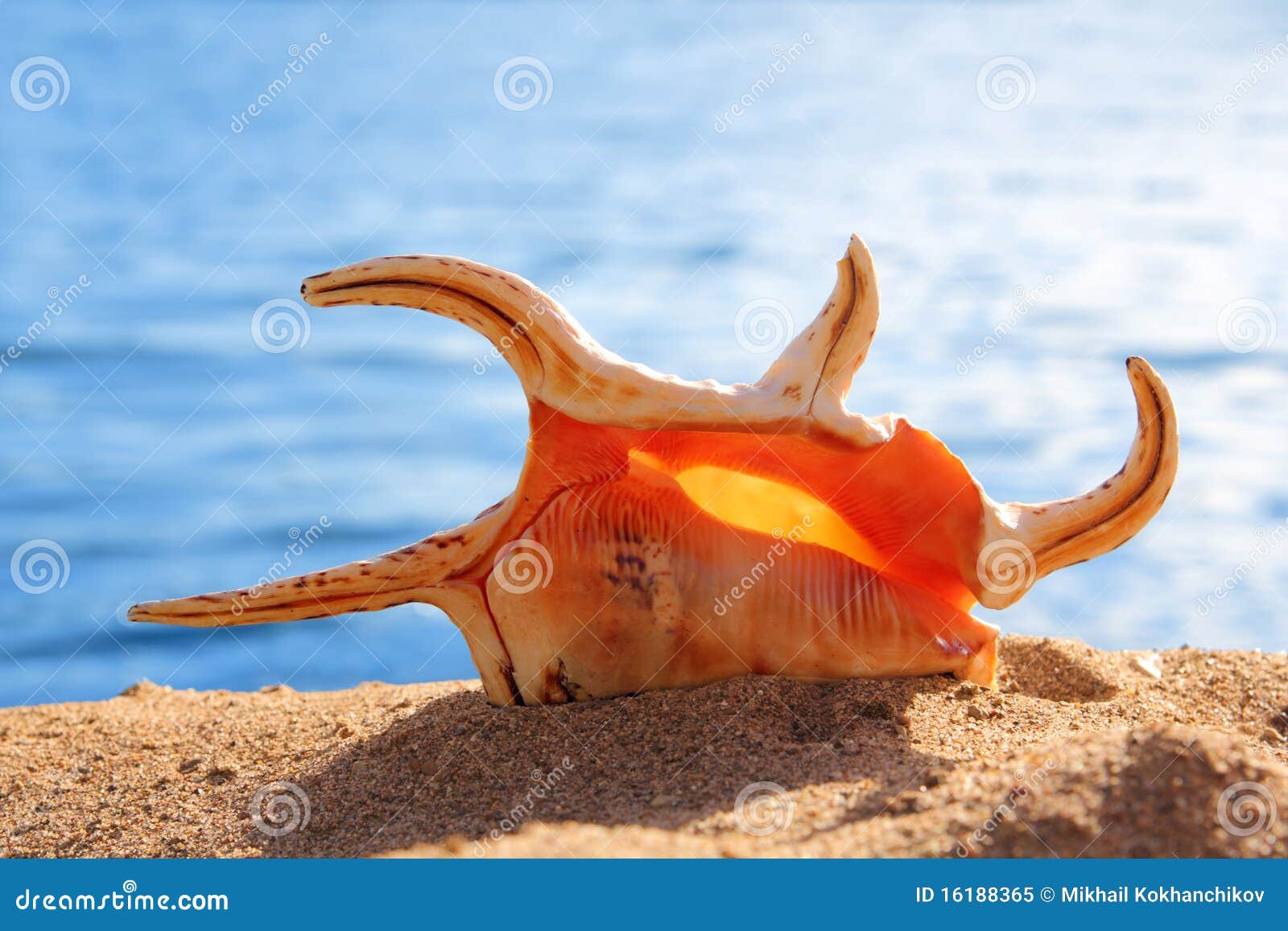Orange seashell and sea stock image. Image of water, blue - 16188365