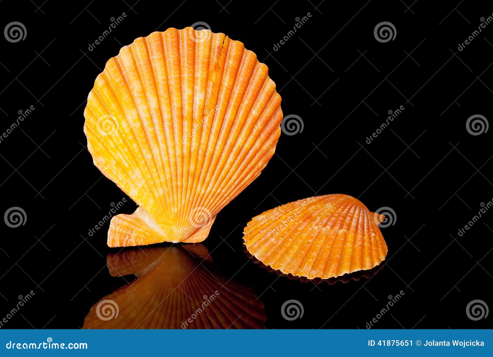 Orange Seashells Isolated on Black Background Stock Image - Image of ...