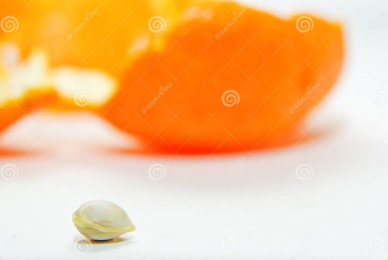 Orange seed stock image. Image of food, medicinal, seed - 13024719