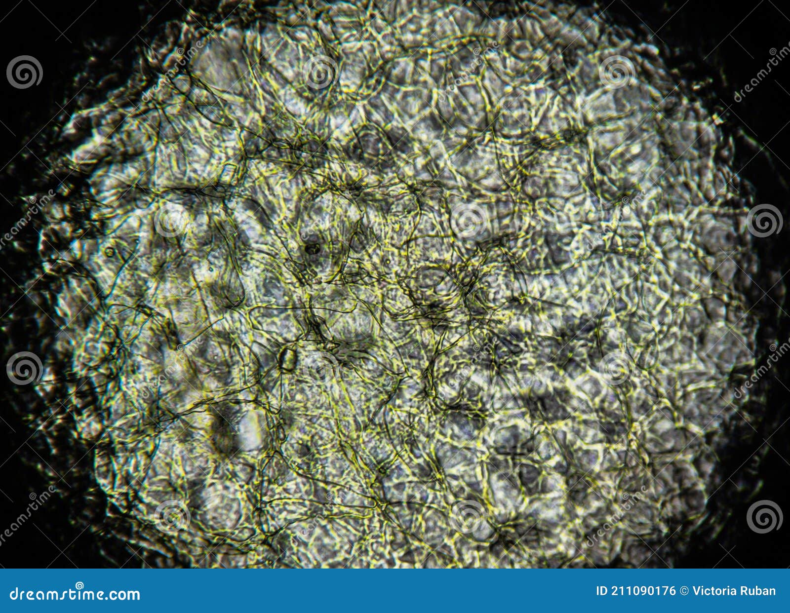 An orange seed peel micro stock photo. Image of microphotography ...