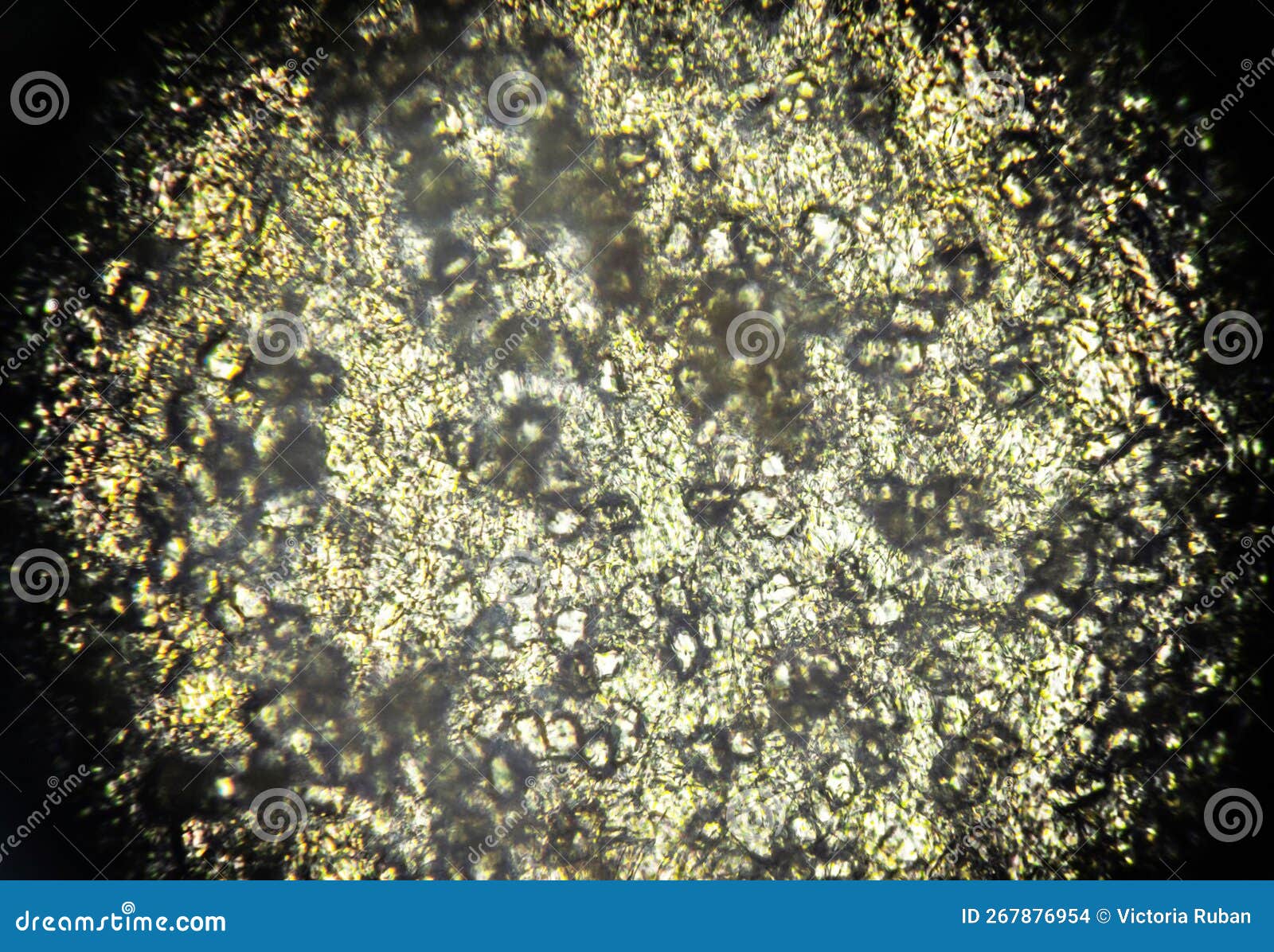 An orange seed peel stock photo. Image of micro, orange - 267876954