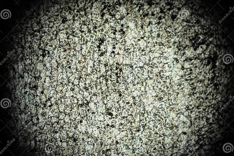 Orange Seed Peel Under Light Microscope Stock Image - Image of peel ...