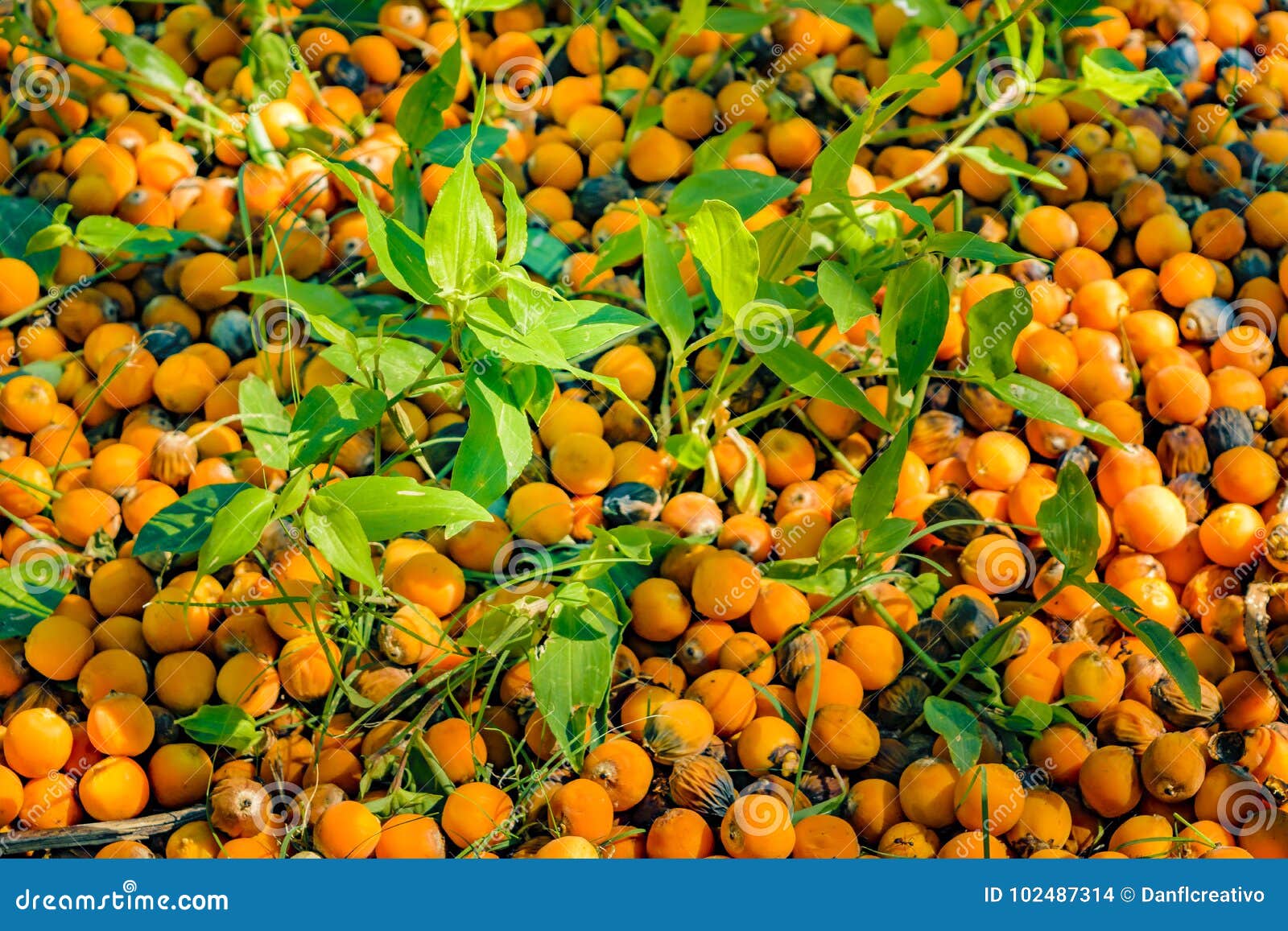 Orange Seeds Background stock photo. Image of background - 102487314