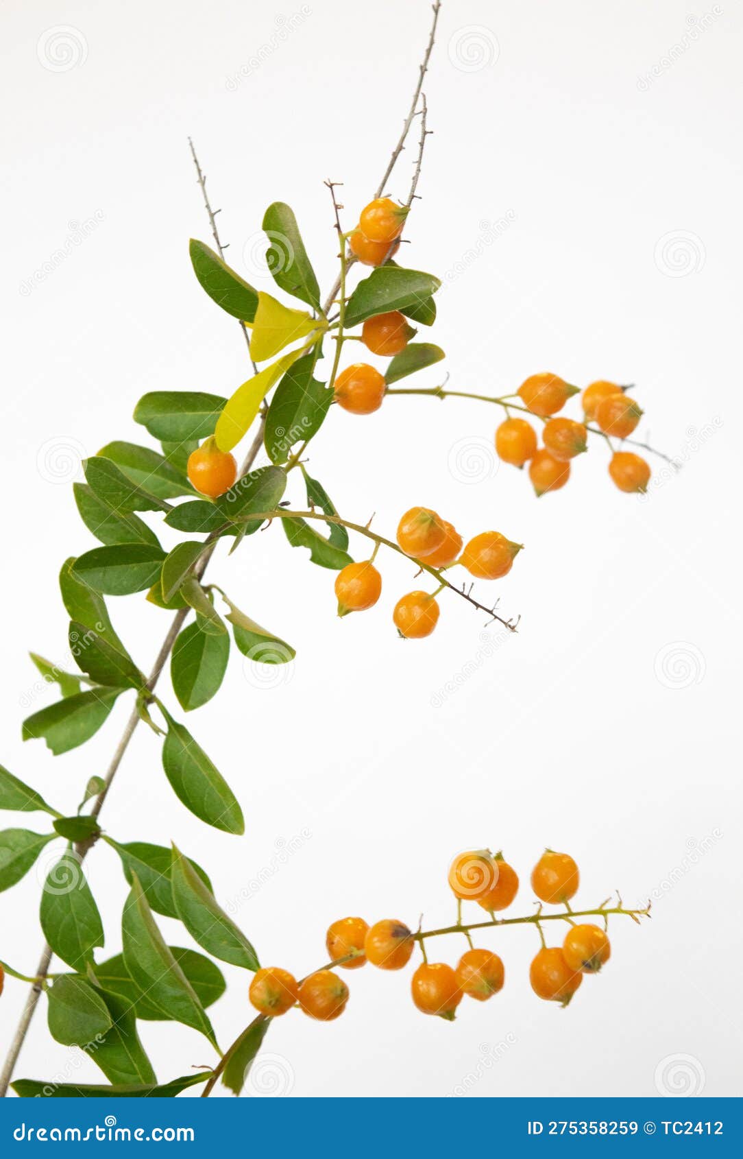 Orange Seeds Os he Plant Duranta Erecta Stock Image - Image of ...