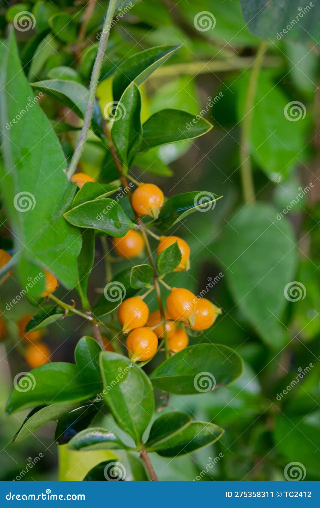 Orange Seeds Os he Plant Duranta Erecta Stock Image - Image of ...