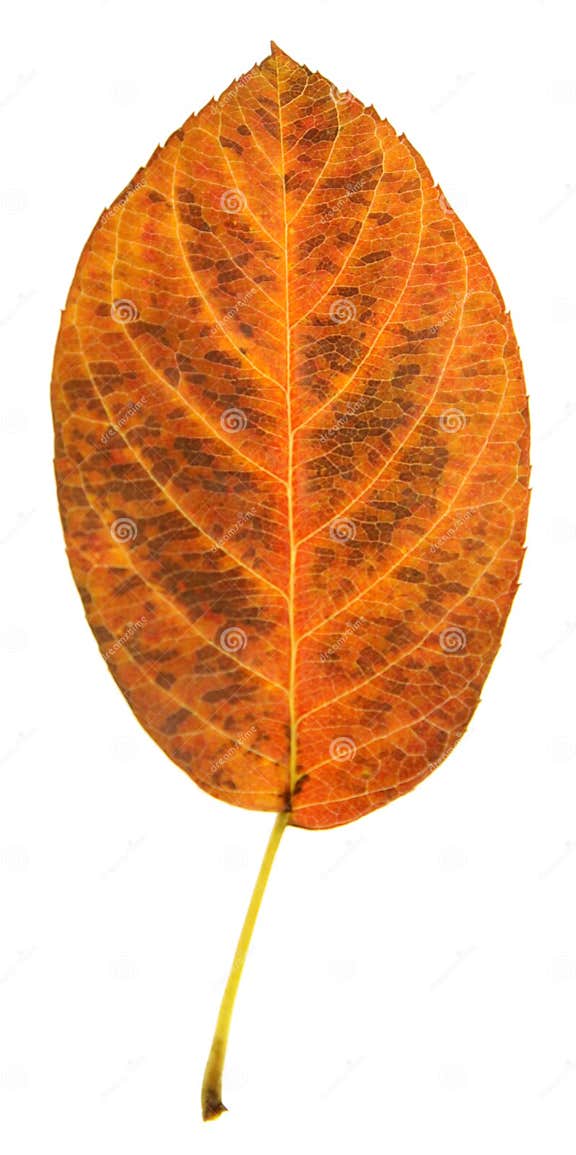 Orange Serviceberry Leaf stock photo. Image of seasonal - 11407420