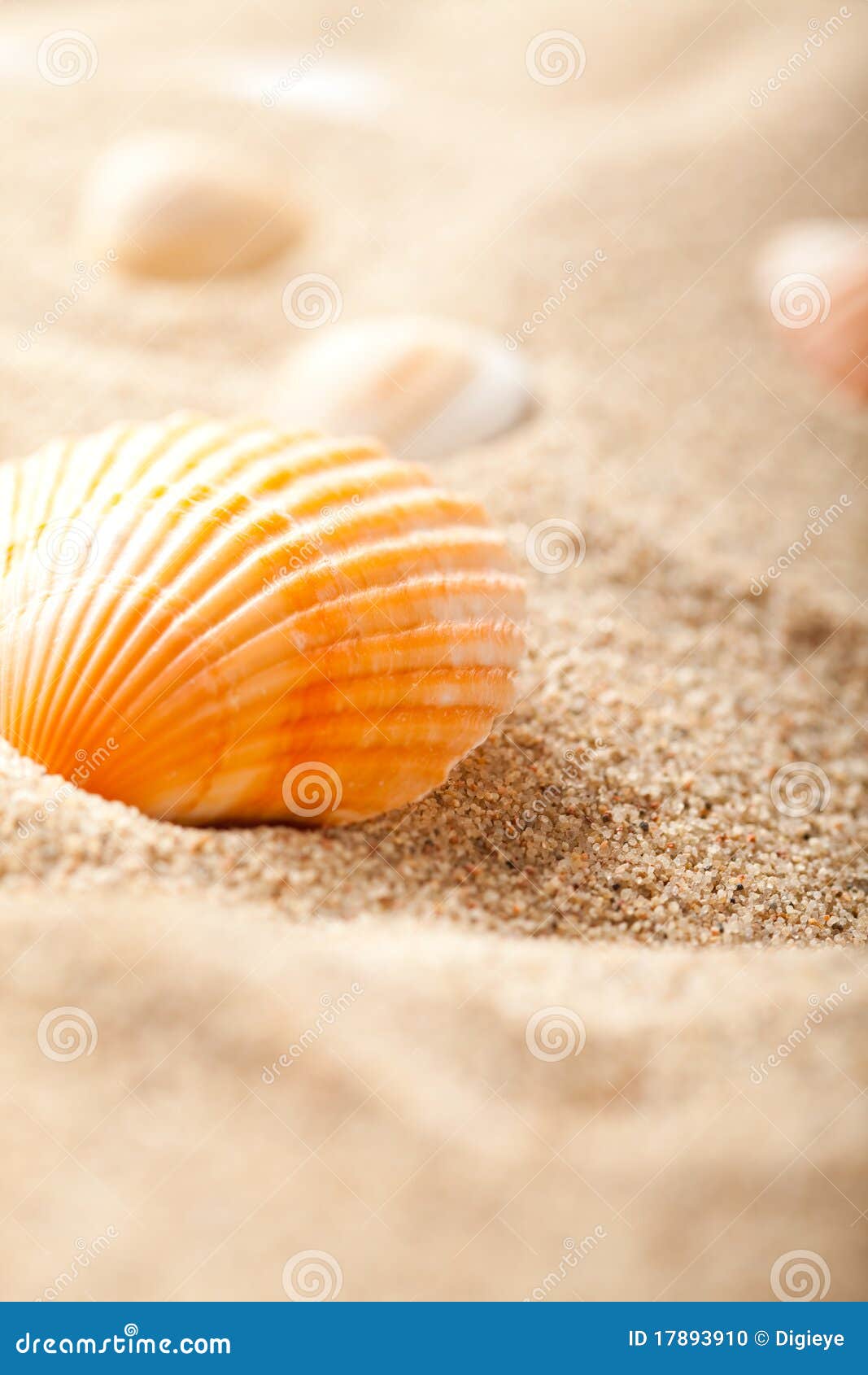 Orange shell stock photo. Image of nature, shellfish - 17893910