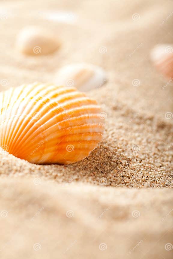 Orange shell stock photo. Image of nature, shellfish - 17893910