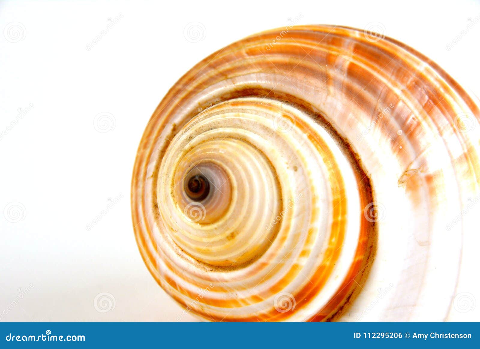 SEA SHELL SWIRL PATTERN stock photo. Image of close - 112295206