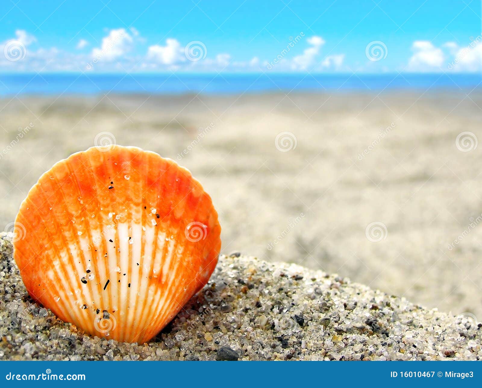 Orange shell in the sand stock image. Image of landscape - 16010467