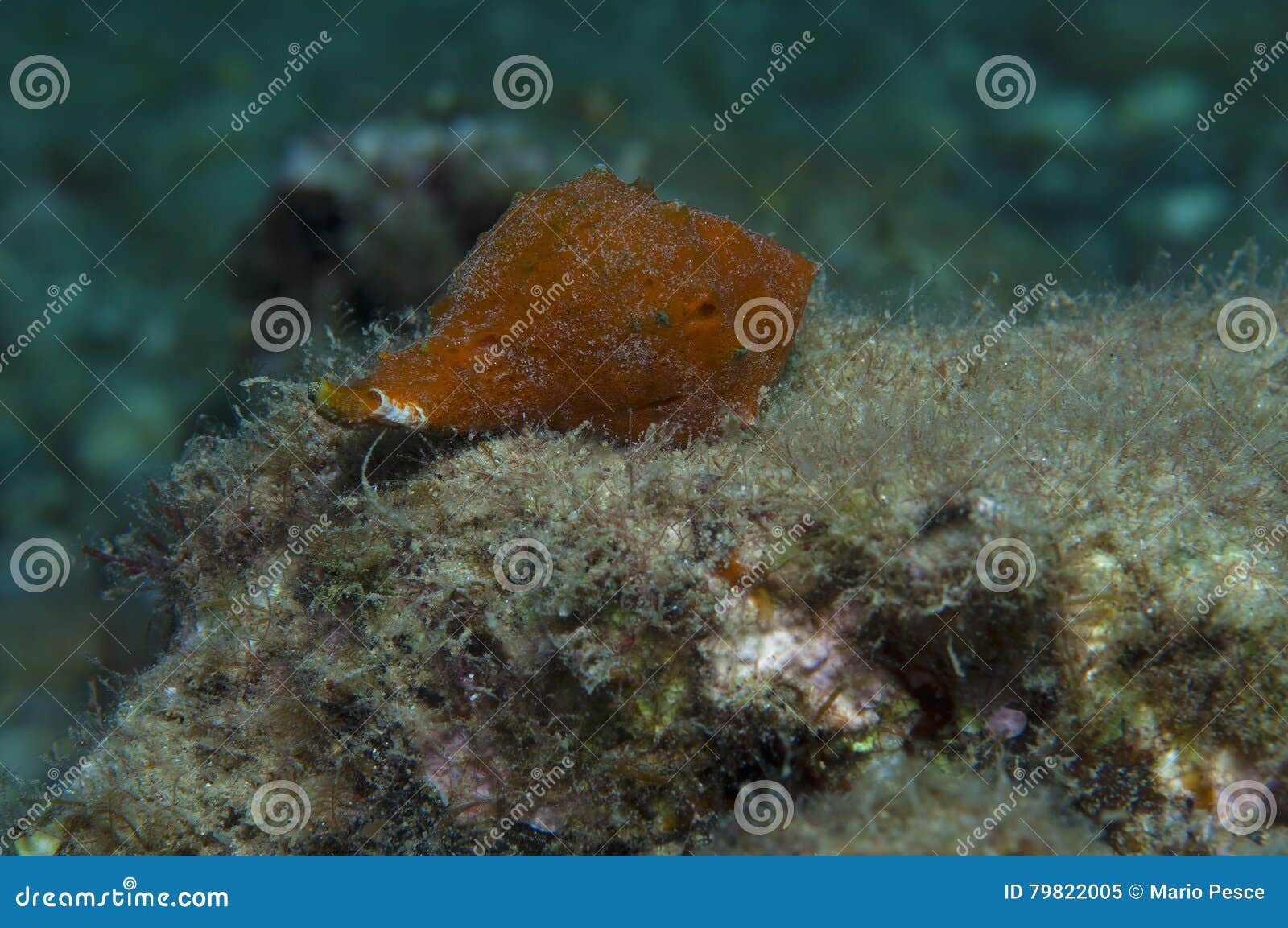 Orange shell stock image. Image of gastropod, pagurus - 79822005