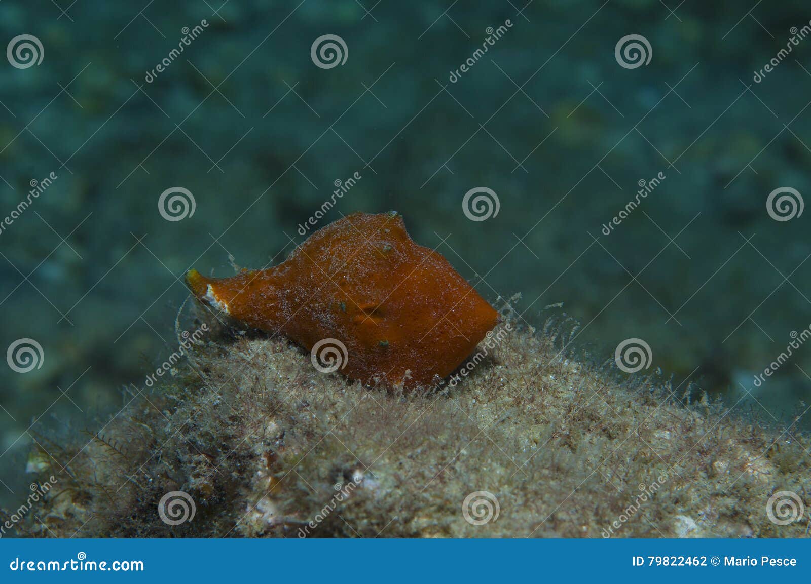 Orange shell stock photo. Image of antenna, white, crab - 79822462