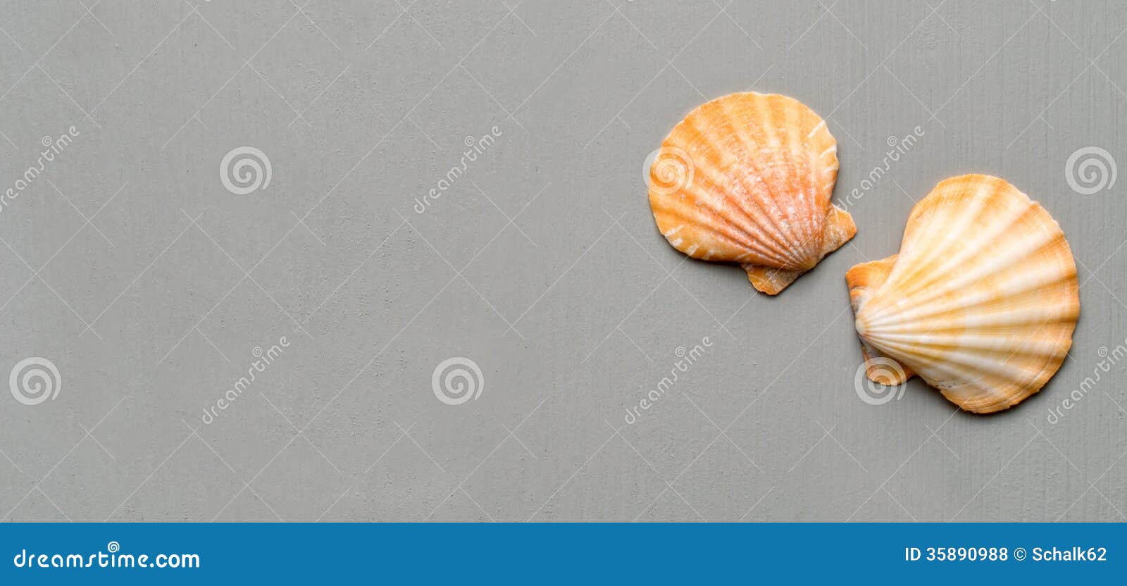 Orange shells stock photo. Image of material, copyspace - 35890988