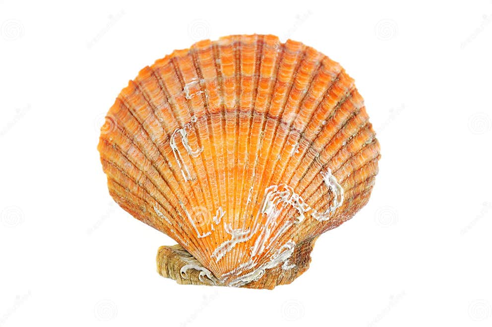 Orange Shells Isolated on the White Background Stock Image - Image of ...