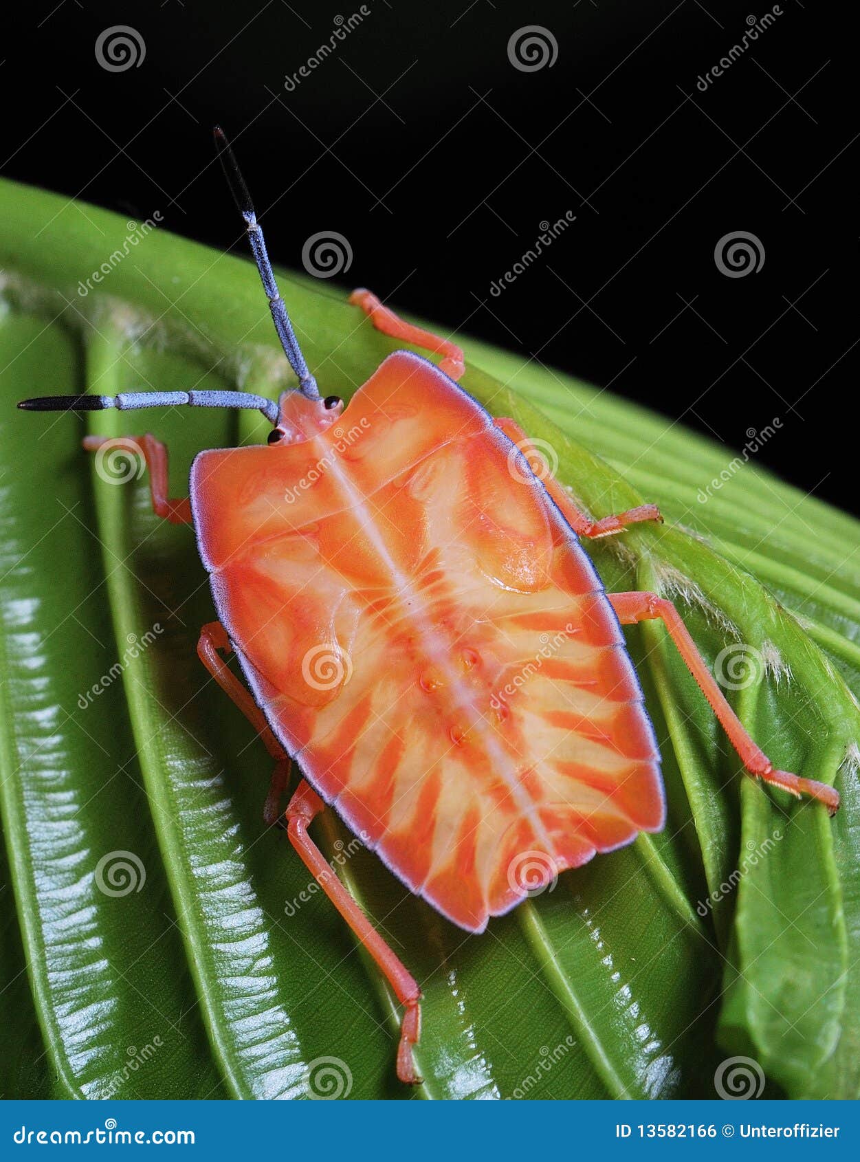 Orange shield Bug stock photo. Image of garden, crawl - 13582166