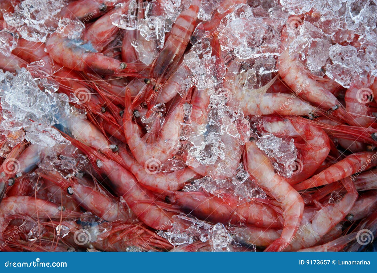 Orange Shrimp, Prawn, Crustacean Over Ice Surface Stock Image - Image ...
