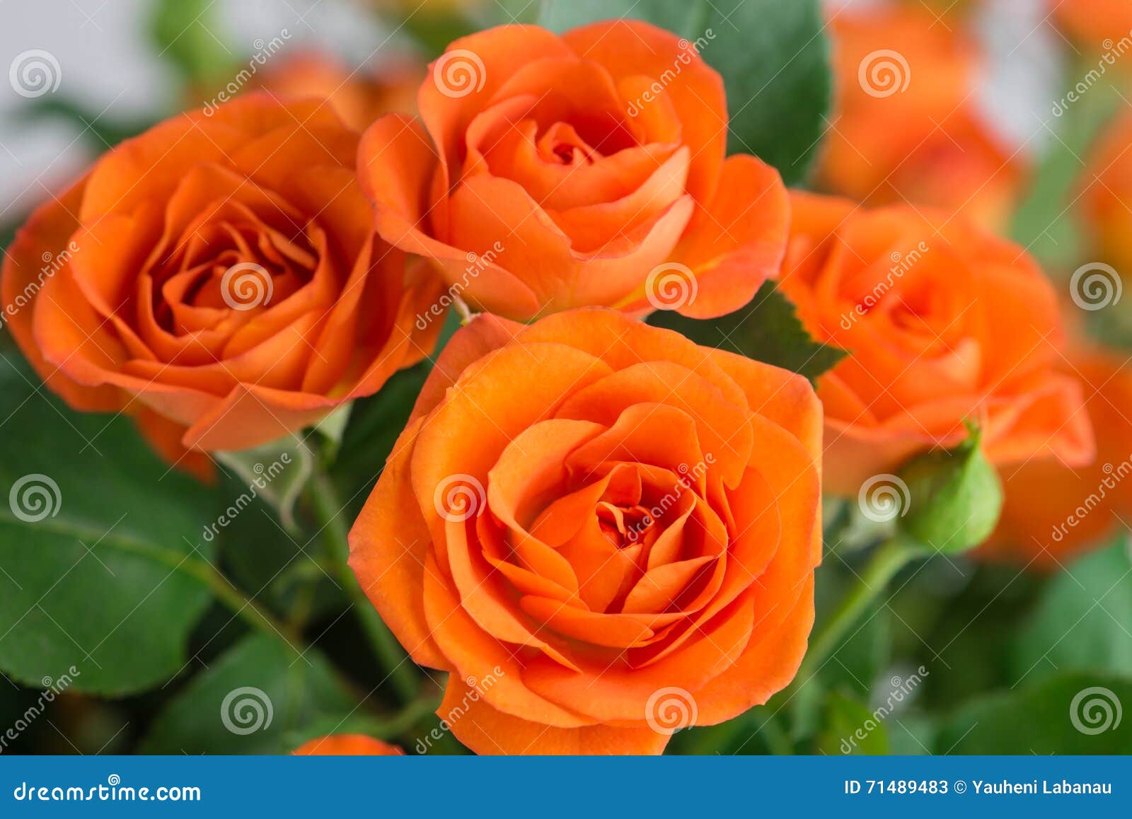 Orange Shrub Rose on Background Stock Image - Image of flower ...