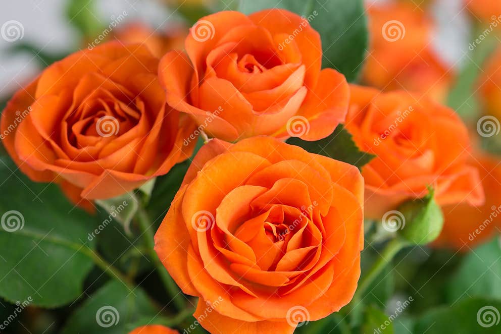 Orange Shrub Rose on Background Stock Image - Image of flower ...