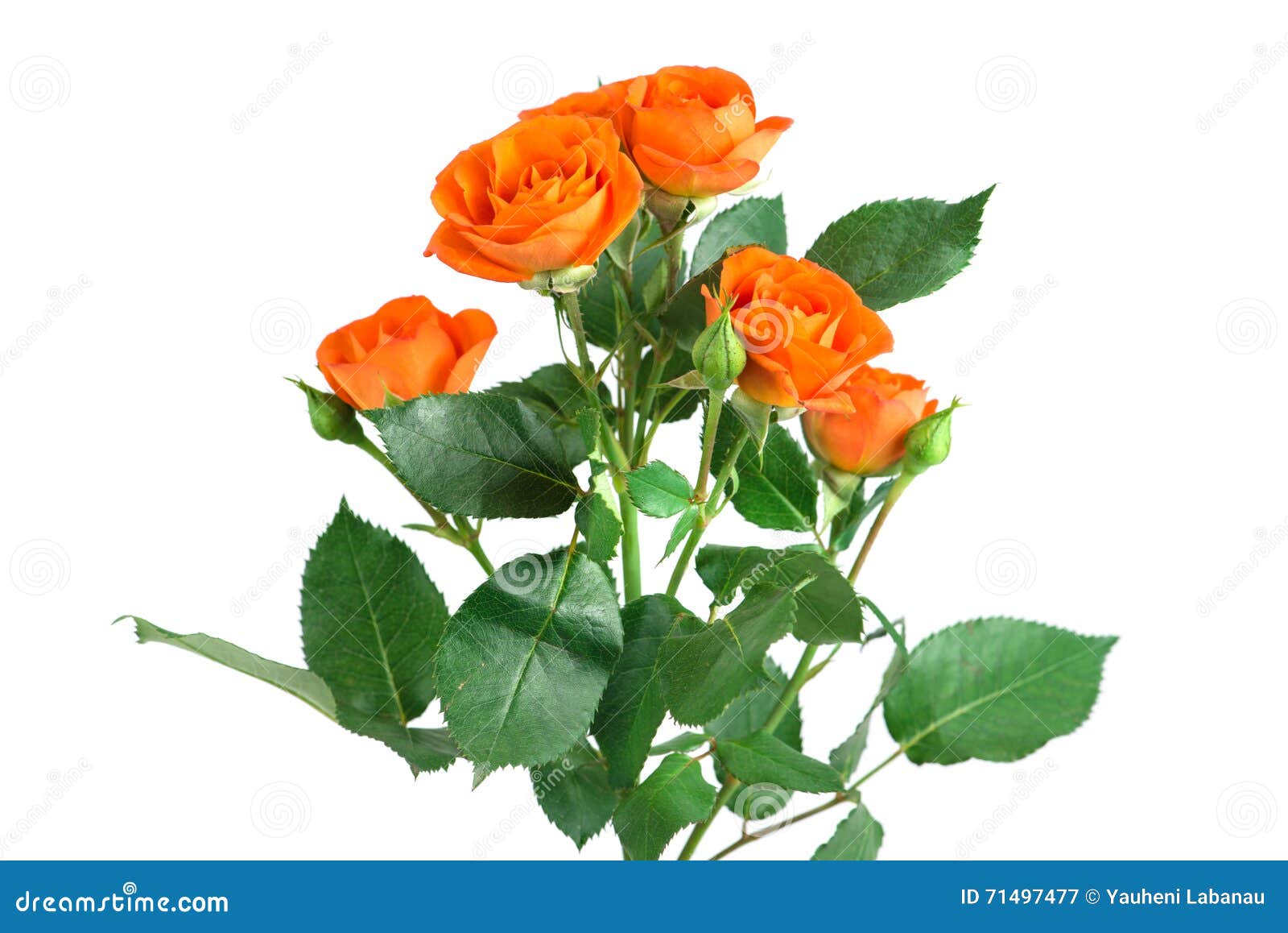 Orange Shrub Rose Bush Isolated on White Stock Image - Image of head ...