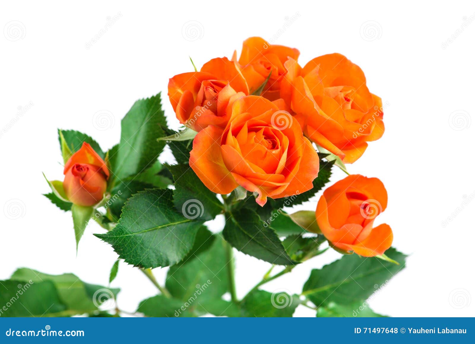 Orange Shrub Rose Bush Isolated on White Stock Photo - Image of ...