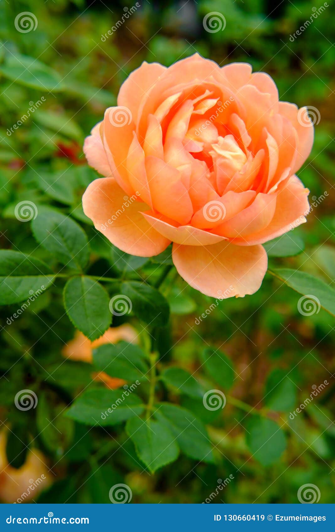 Orange Shrub Rose stock image. Image of love, natural - 130660419