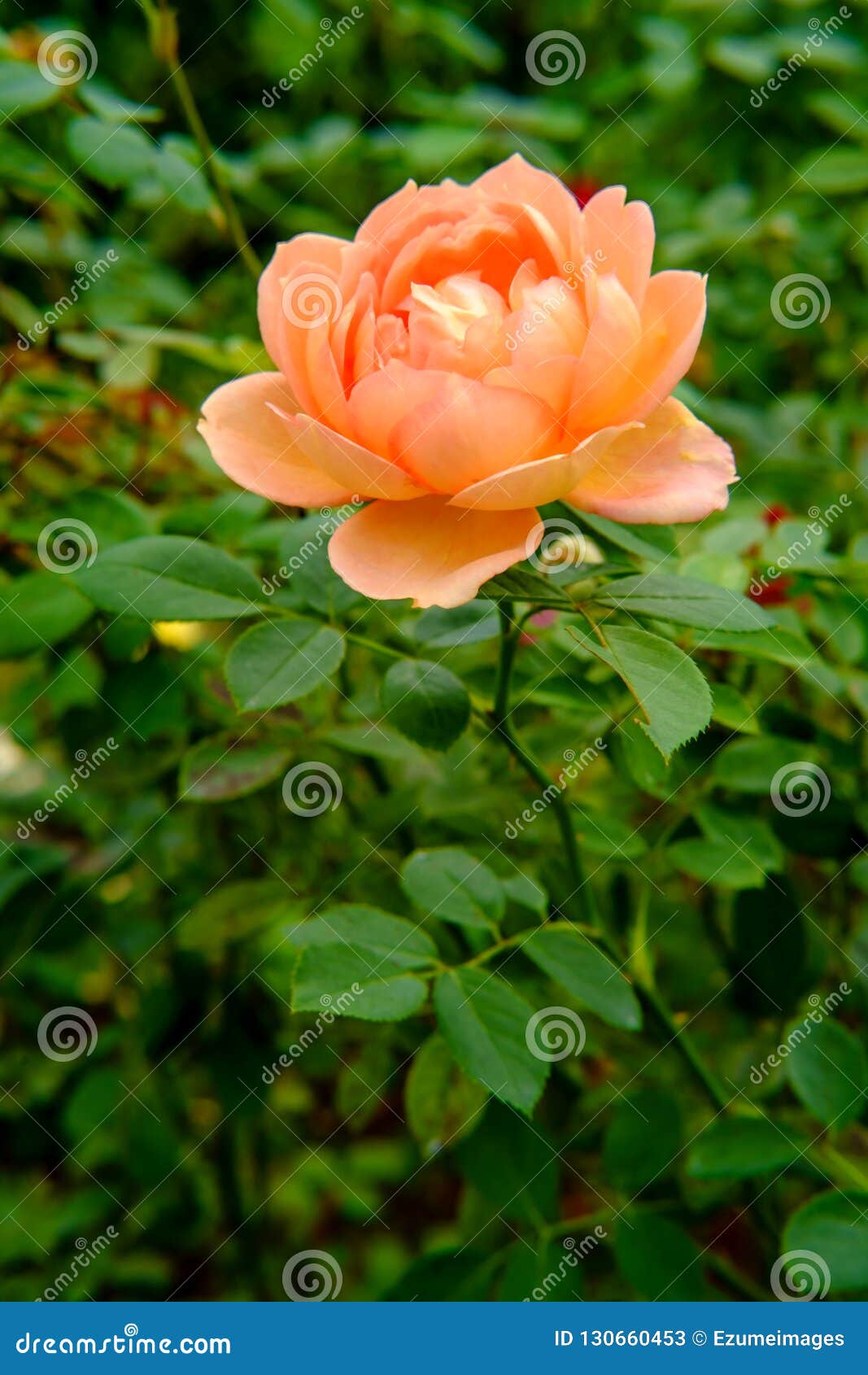 Orange Shrub Rose Stock Image | CartoonDealer.com #130660453