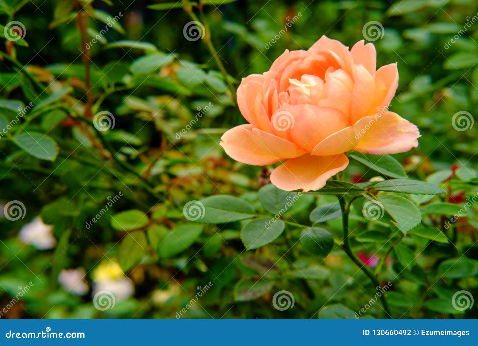 Orange Shrub Rose stock photo. Image of floral, outdoors - 130660492