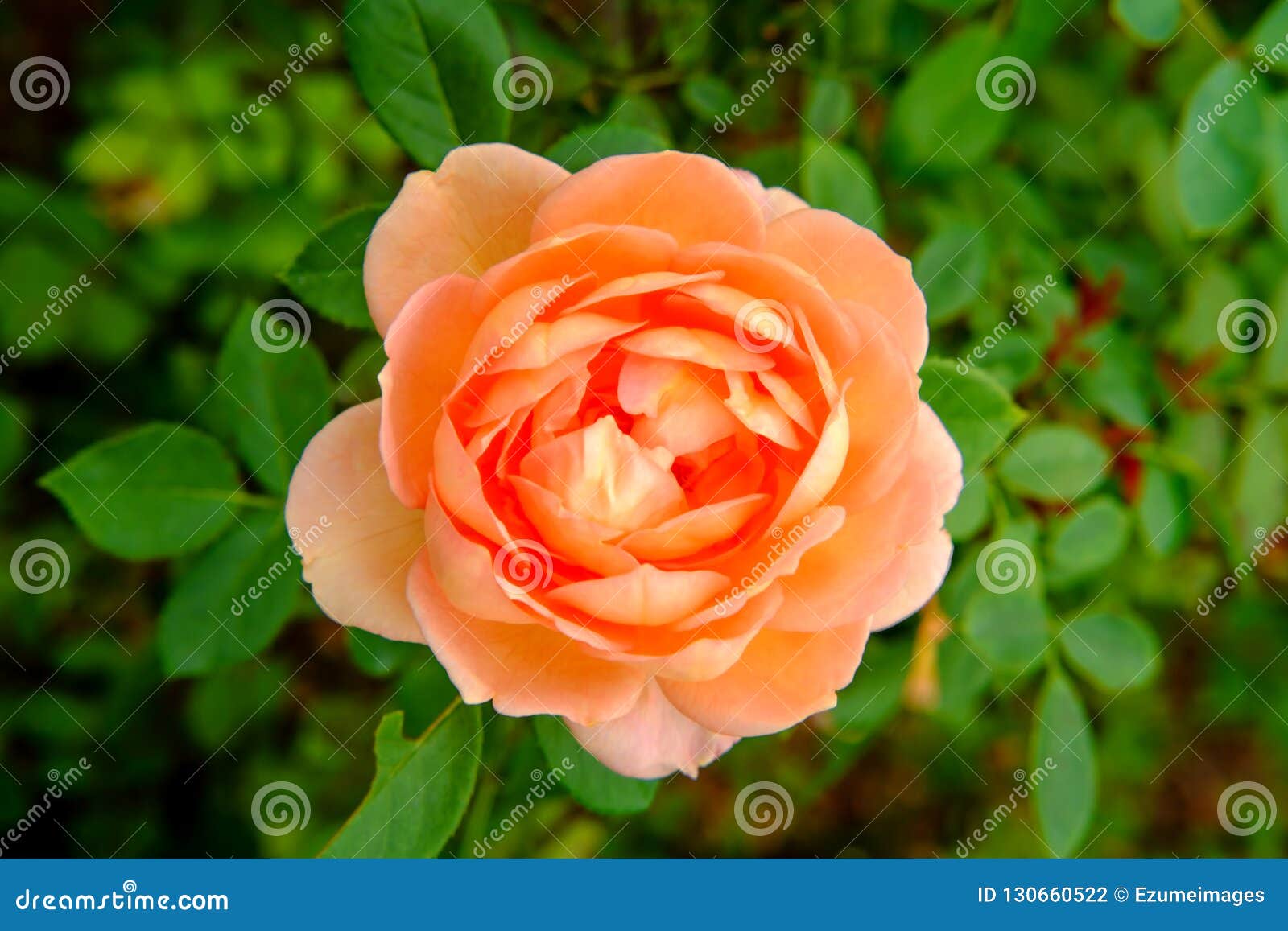 Orange Shrub Rose stock photo. Image of closeup, beautiful - 130660522