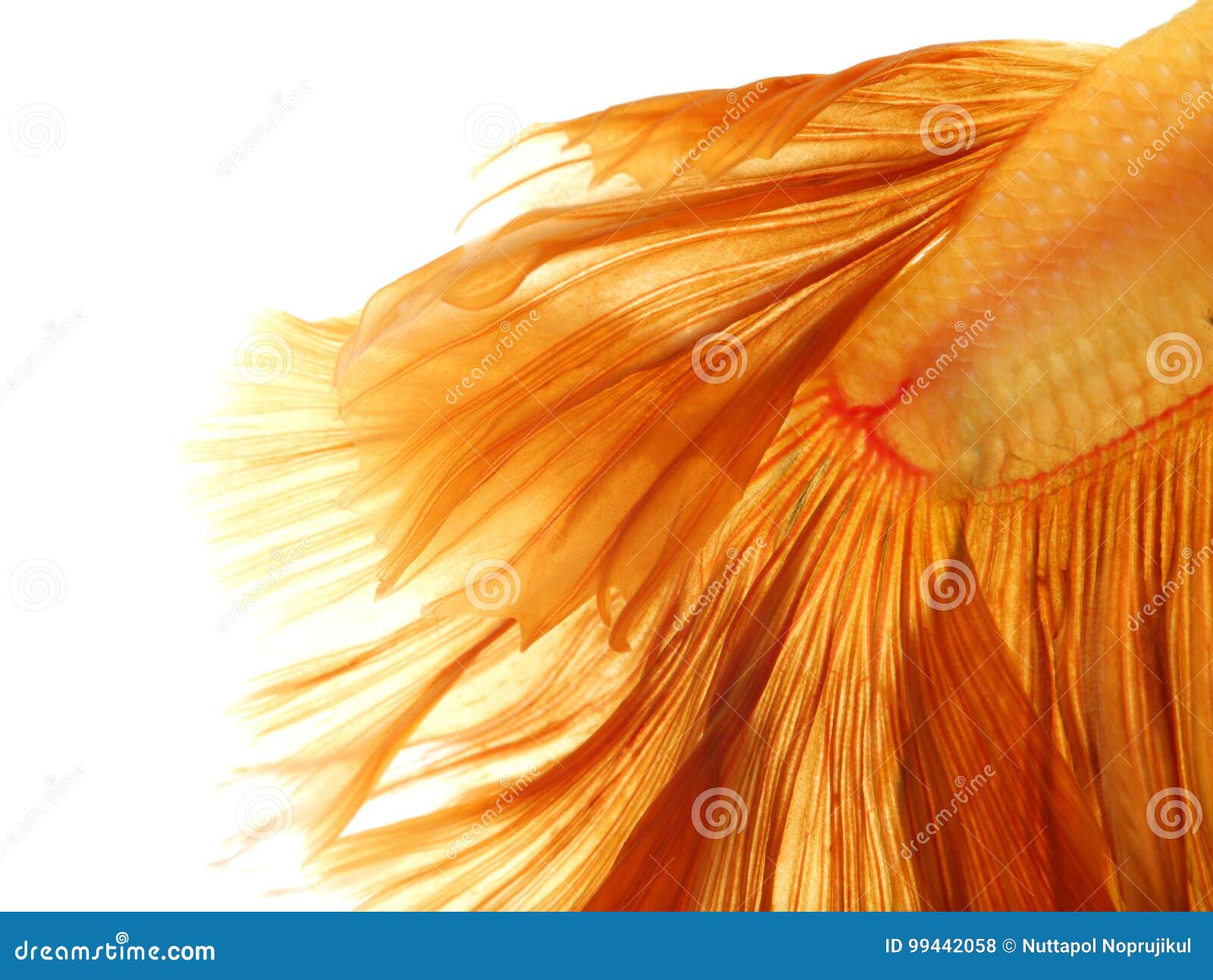 Orange Siamese Fighting Fish, Betta Fish Isolated on White Background ...