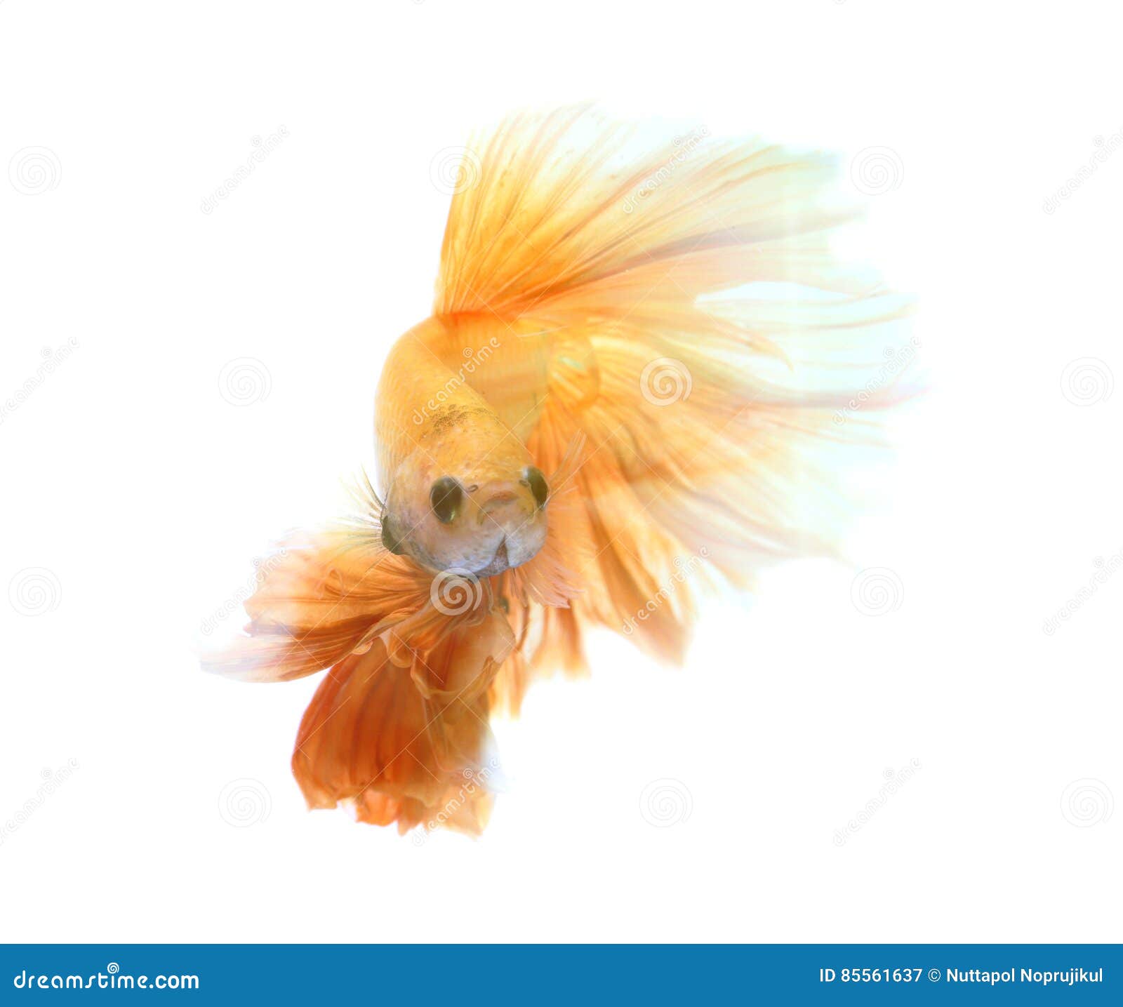 Orange Siamese Fighting Fish Isolated on Black Background. Stock Image ...