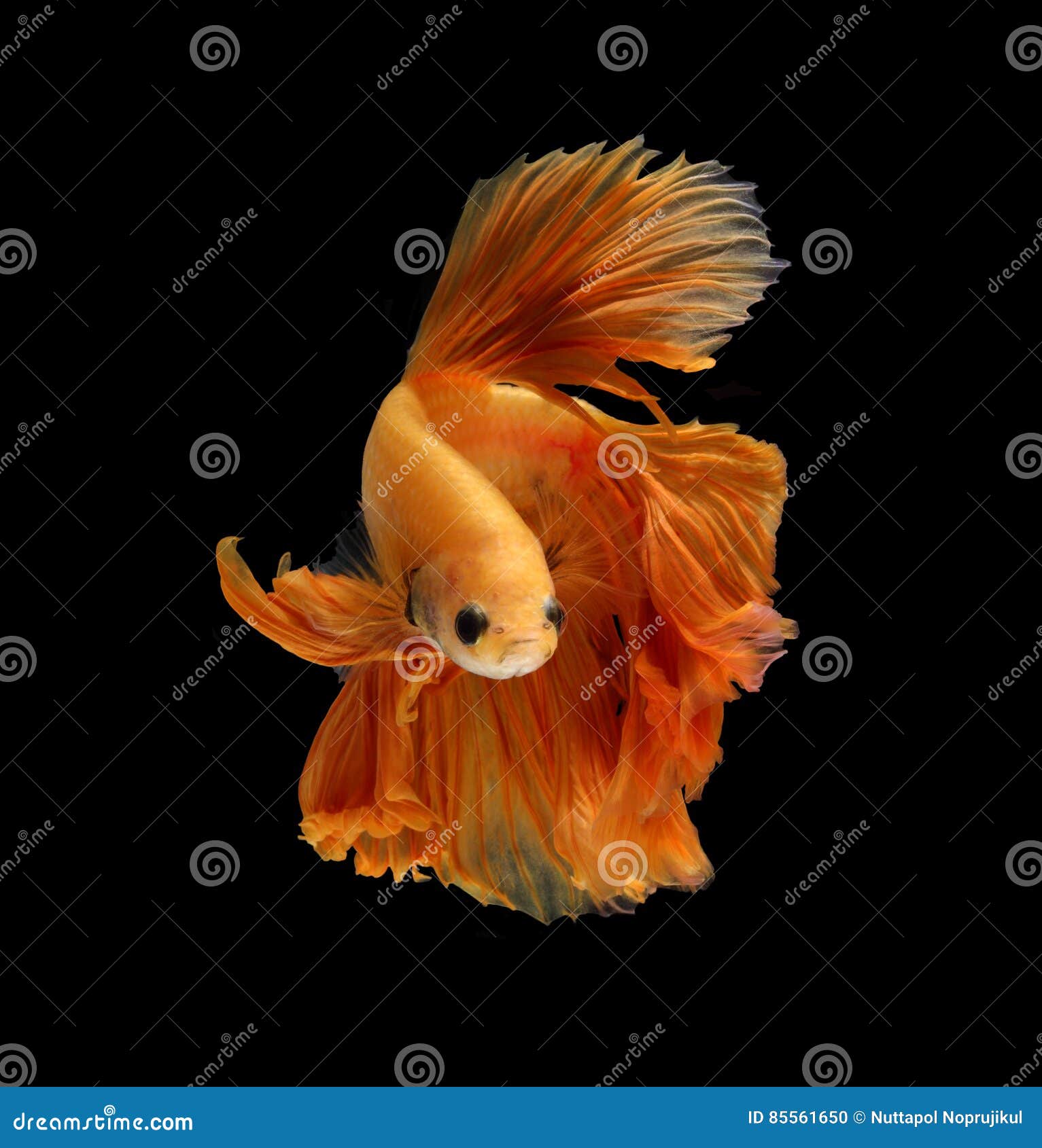 Orange Siamese Fighting Fish Isolated on Black Background. Stock Photo ...