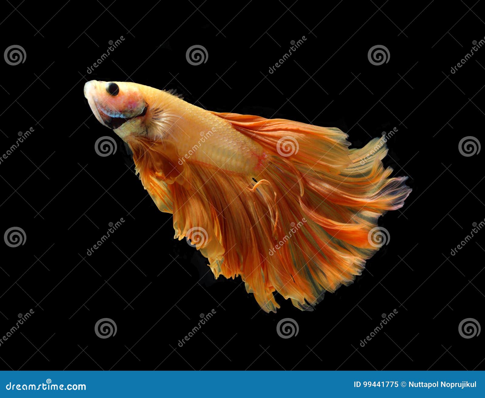 Orange Siamese Fighting Fish Isolated on Black Background.Copy S Stock ...