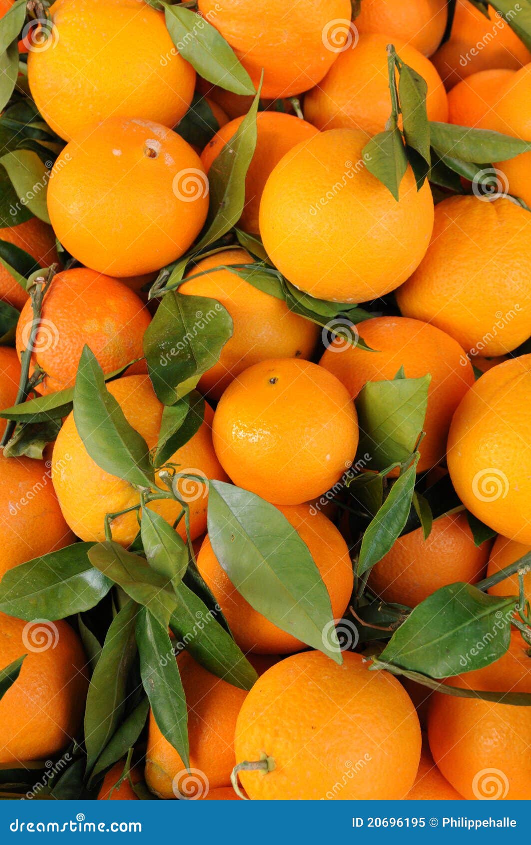 Orange of Sicily stock image. Image of freshness, food - 20696195